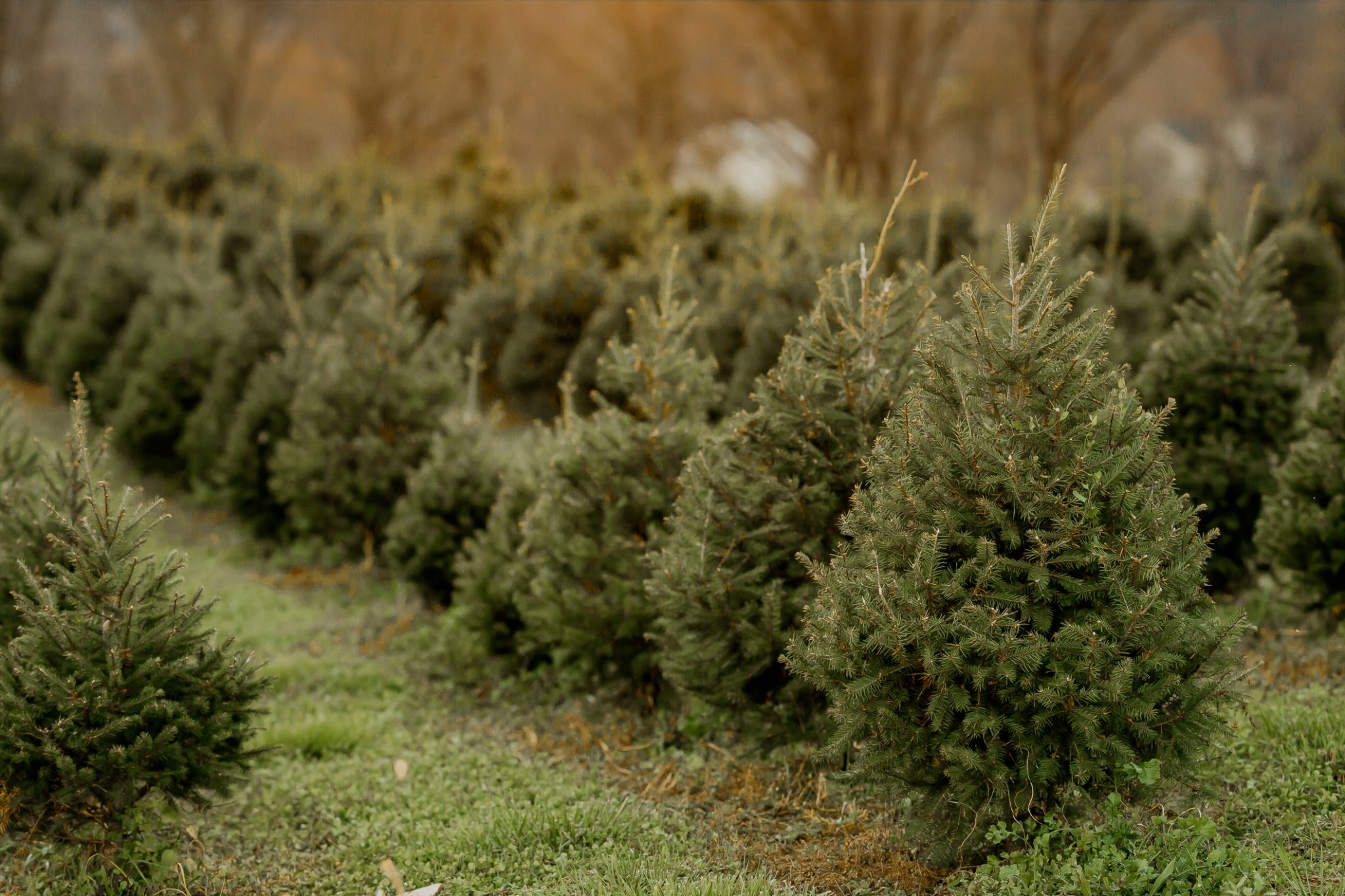 Crystal Springs Tree Farm | Christmas Trees | Lehighton, PA